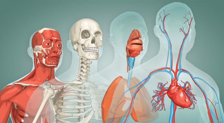 3D View of the Human Body from the Inside | Anatomy, Organs, and Structure